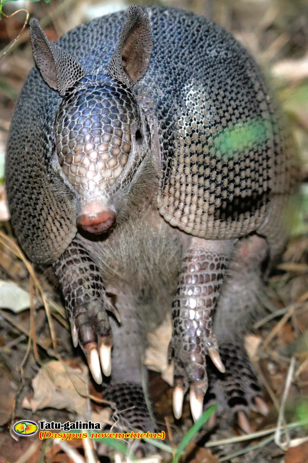 Zoologia: Tatu-galinha (Dasypus novemcinctus)